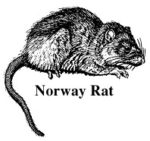 Norway Rat Description | Norway Rat versus Roof Rat | Rats